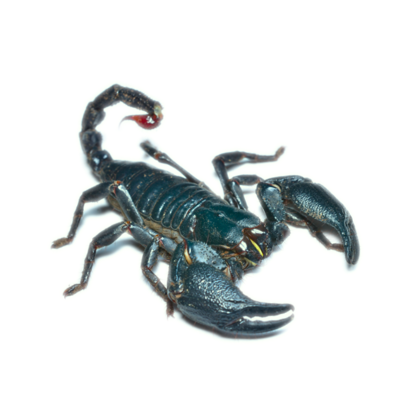 Pet Scorpions | Next-Day UK Delivery | Bug Pets LTD LTD