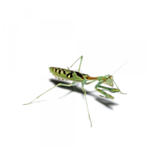 Zebra Mantis, Omomantis Zebrata | Bug Pets LTD