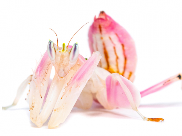 Pet Praying Mantis | Next-Day UK Delivery | Bug Pets LTD