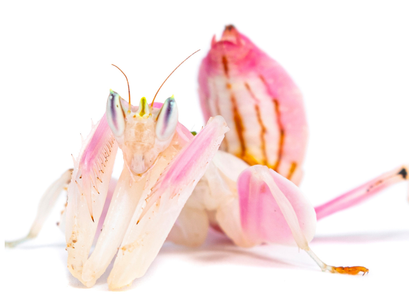 Pet Praying Mantis | Next-Day UK Delivery | Bug Pets LTD