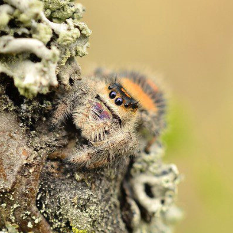 Everglades Jumping Spider, Phidippus Regius | Bug Pets LTD
