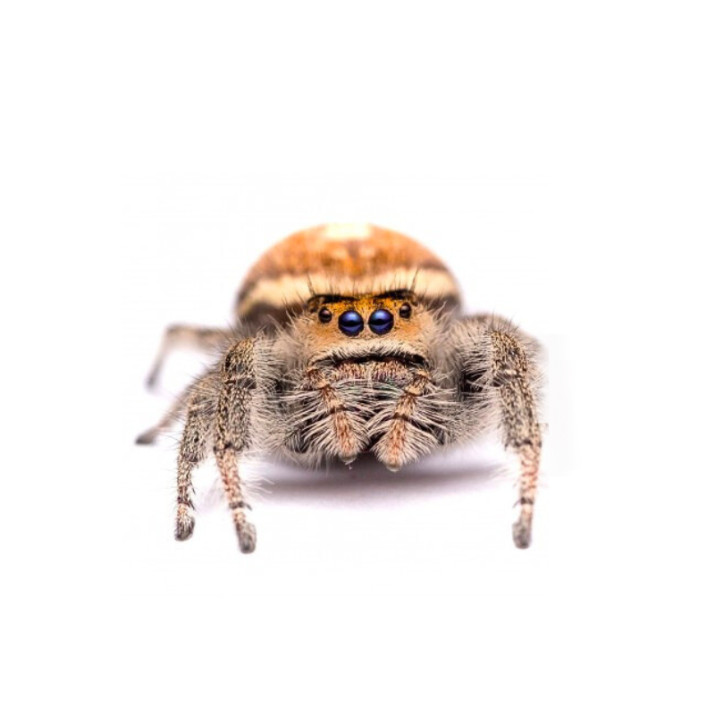 Everglades Jumping Spider, Phidippus Regius | Bug Pets LTD