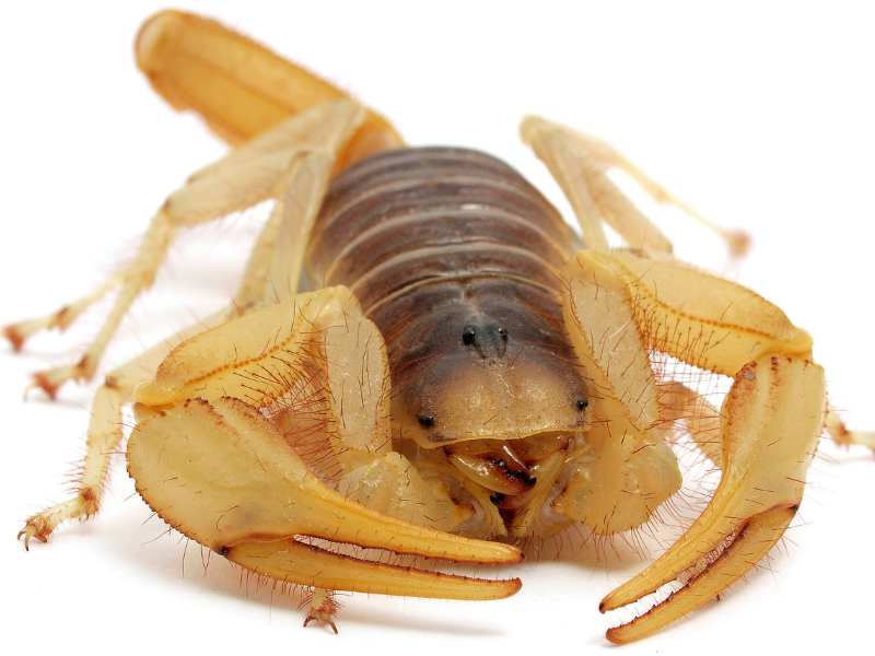 Pet Scorpions | Next-Day UK Delivery | Bug Pets LTD LTD