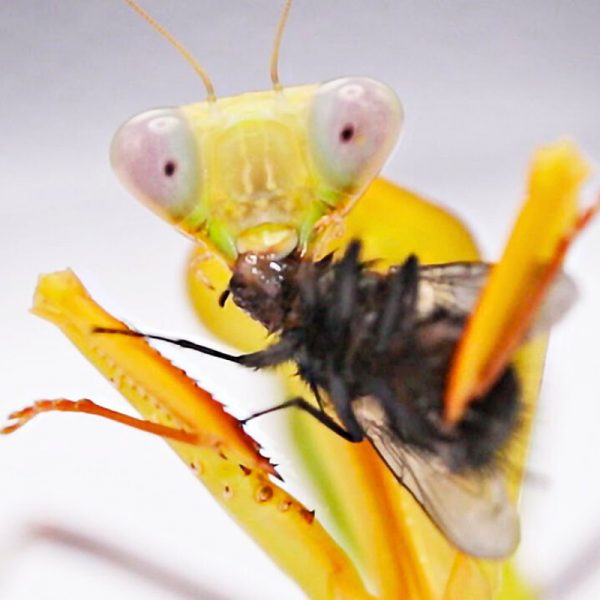 Timor Shield Mantis, Rhombodera Kirbyii | Bug Pets LTD
