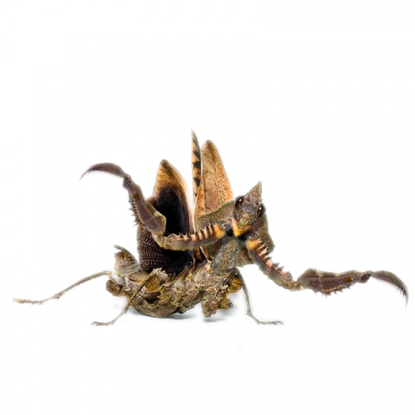 Darth Vader Mantis, Parablepharis Kuhlii | Bug Pets LTD