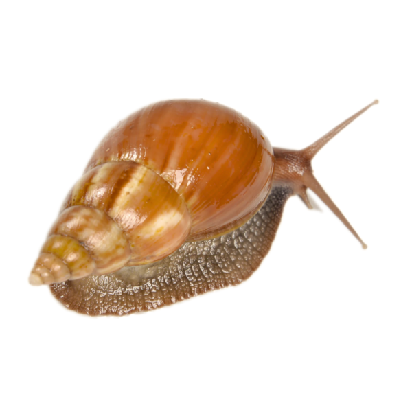 Caramel Giant African Land Snail Achatina Fulica 'Madagascar' | Bug ...