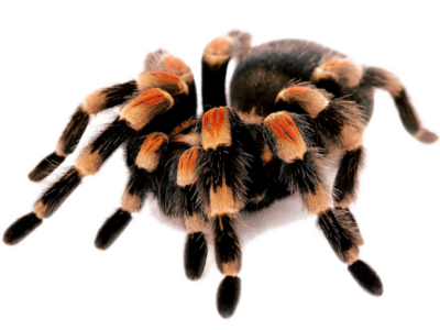 Adult Tarantulas | Next-Day UK Delivery | Bug Pets LTD LTD