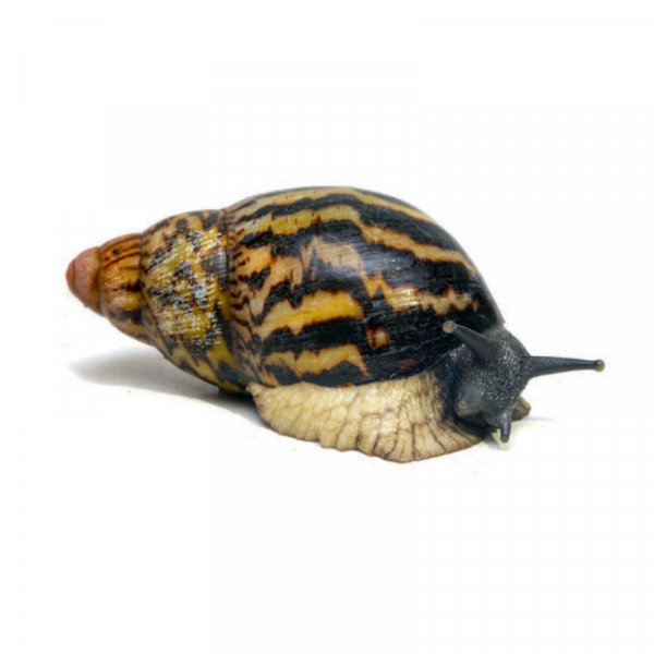 Dwarf West African Land Snail, Archachatina Papyracea 'Adelinae' | Bug ...