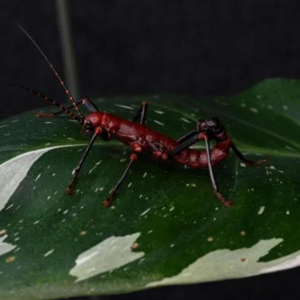Red & Black Stick Insect, Autolyda Herculeana | Bug Pets LTD