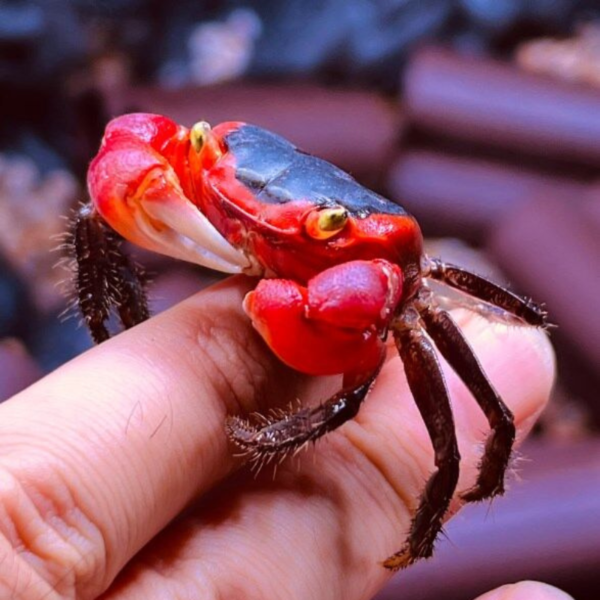 Red Apple Crab, Metasesarma Aubryi | Bug Pets LTD