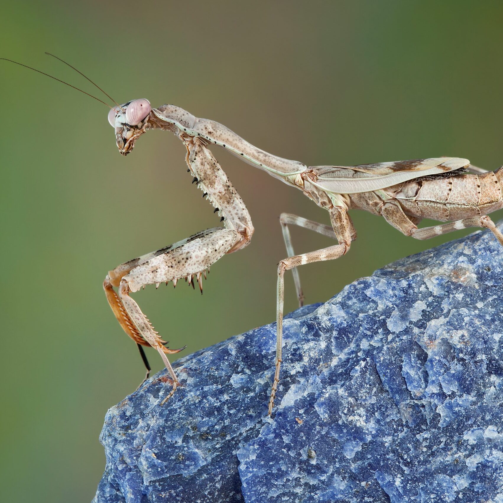 Budwing Mantis, Parasphendale Affinis | Bug Pets LTD