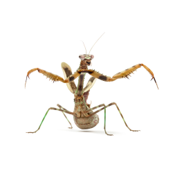 Budwing Mantis, Parasphendale Affinis | Bug Pets LTD