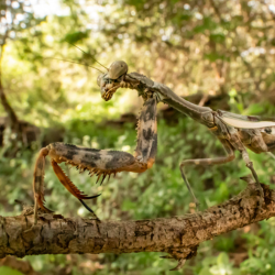 Budwing Mantis, Parasphendale Affinis | Bug Pets LTD