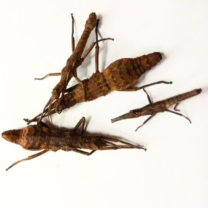 Chocolate Log Stick Insect, Dares Philippinensis | Bug Pets LTD