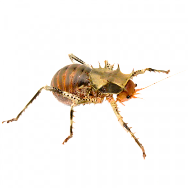 Dragon Head Cricket, Cosmodera Femoralis | Bug Pets LTD