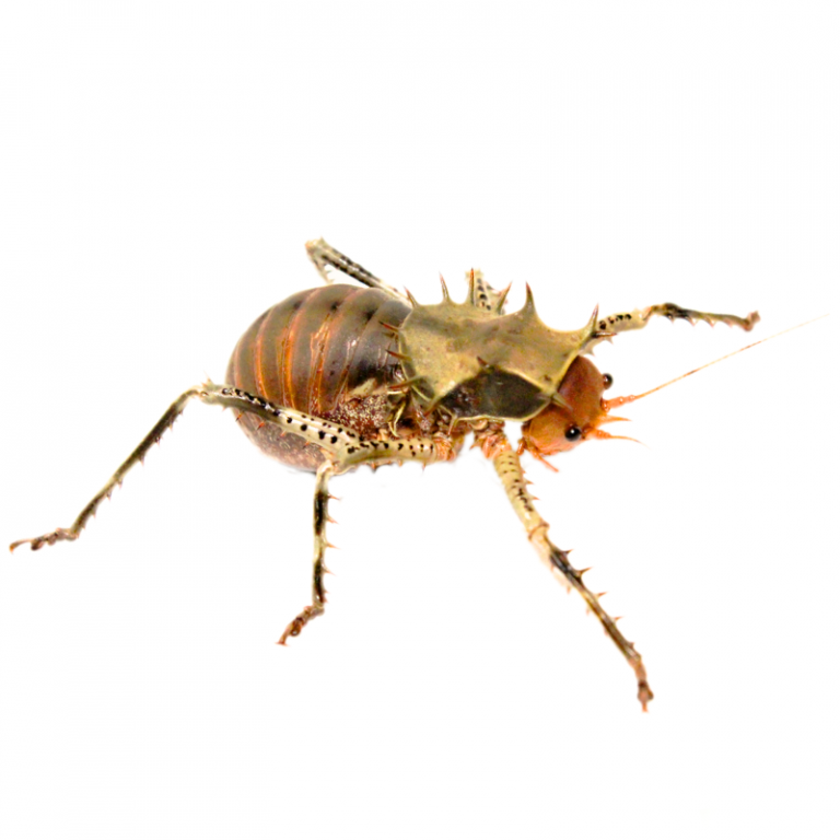 Dragon Head Cricket, Cosmodera Femoralis | Bug Pets LTD
