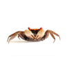 Pet Vampire Crabs | Next-Day UK Delivery | Bug Pets LTD LTD