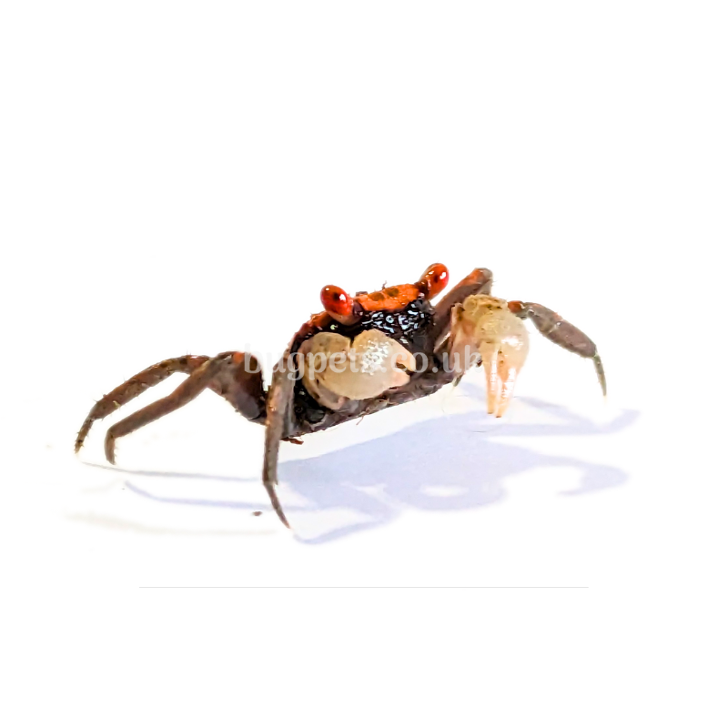 Disco Vampire Crab, Geosesarma Tiomanicum | Bug Pets LTD