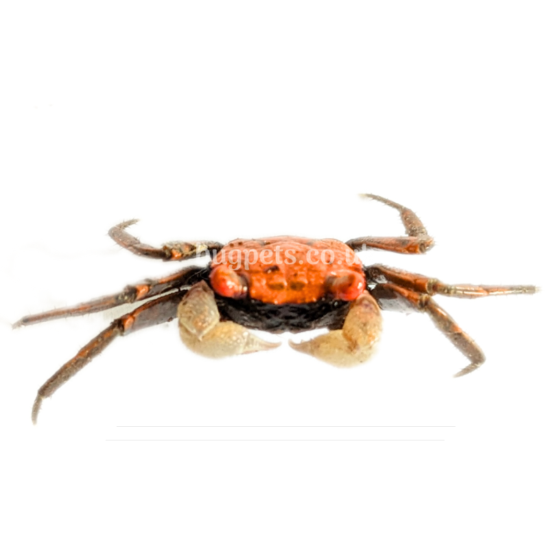 Disco Vampire Crab, Geosesarma Tiomanicum | Bug Pets LTD