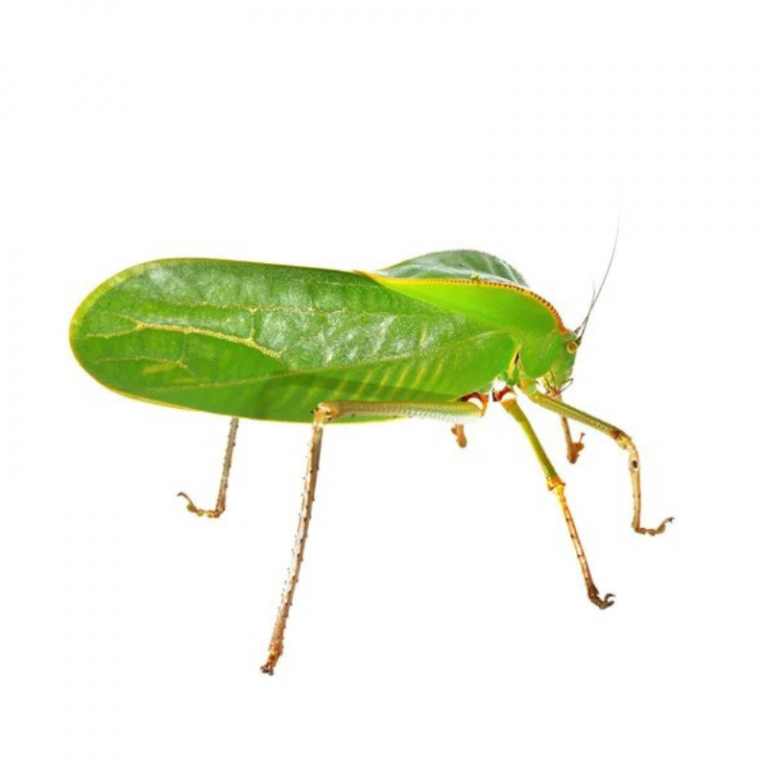 Giant Hooded Katydid, Siliquofera Grandis | Bug Pets LTD