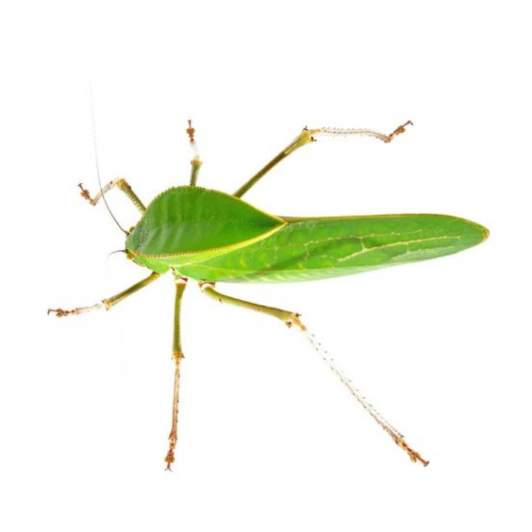 Giant Hooded Katydid, Siliquofera Grandis | Bug Pets LTD