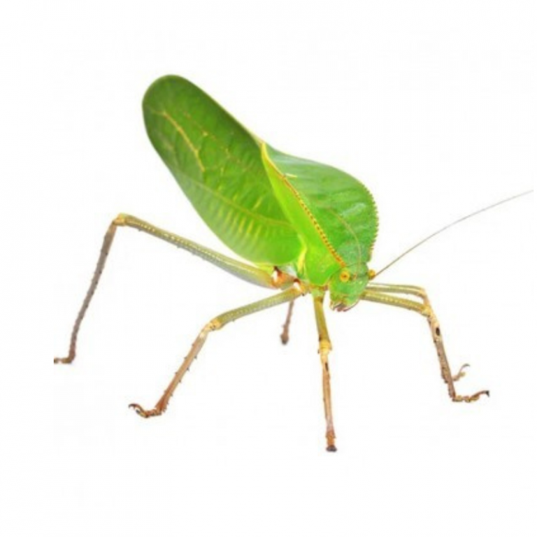 Giant Hooded Katydid, Siliquofera Grandis | Bug Pets LTD