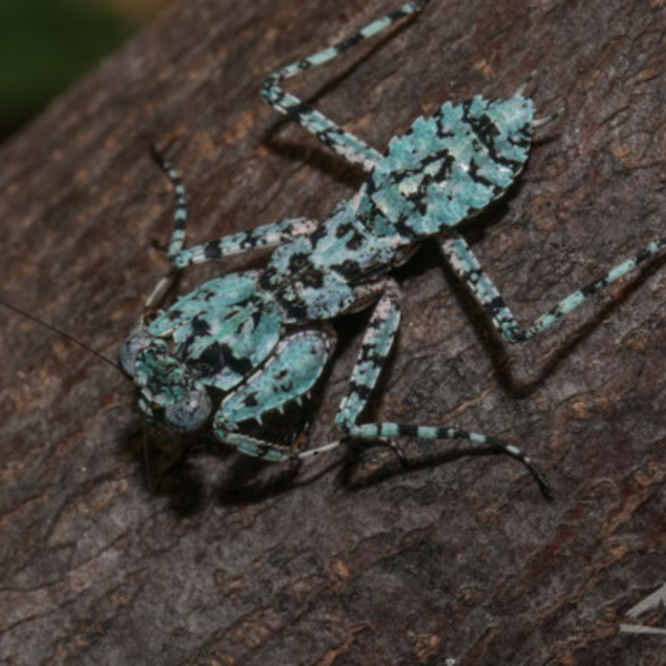 Giant Bark Mantis, Theopompa Servillei | Bug Pets LTD