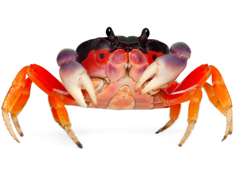 Pet Land Crabs | Next-Day UK Delivery | Bug Pets LTD LTD
