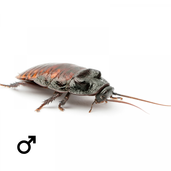 Madagascar Hissing Cockroach, Gromphadorhina Portentosa | Bug Pets LTD