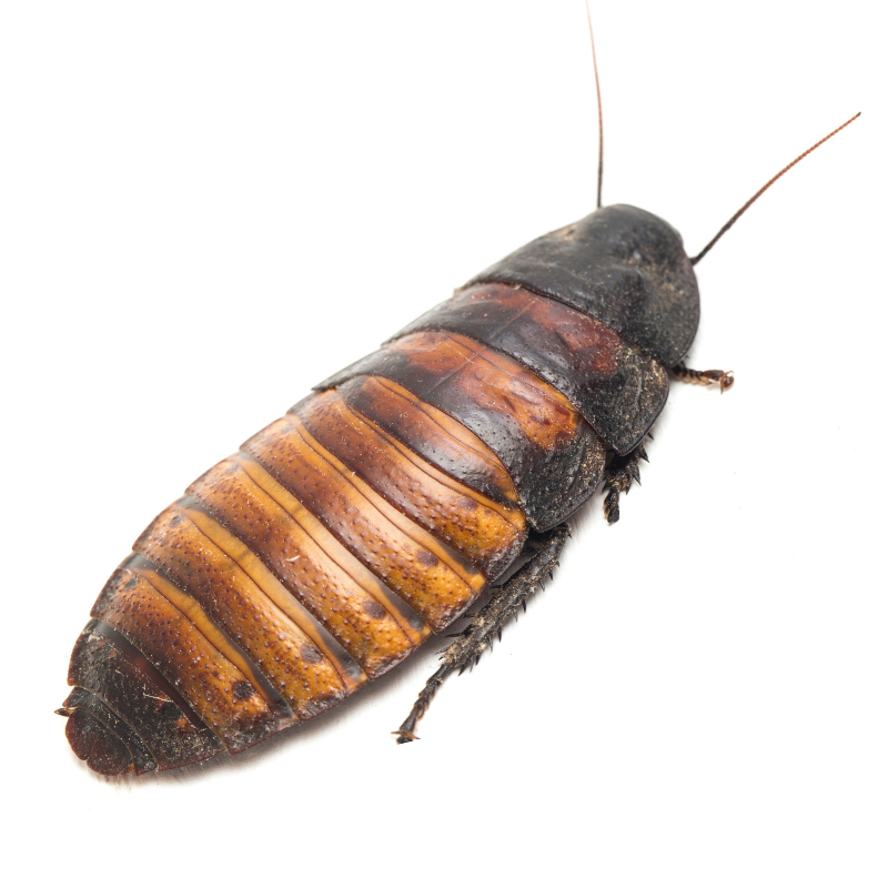 Madagascar Hissing Cockroach, Gromphadorhina Portentosa | Bug Pets LTD