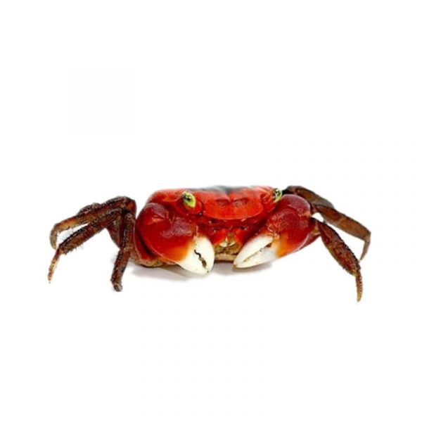 Pet Land Crabs | Next-Day UK Delivery | Bug Pets LTD LTD