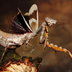 Budwing Mantis, Parasphendale Affinis | Bug Pets LTD