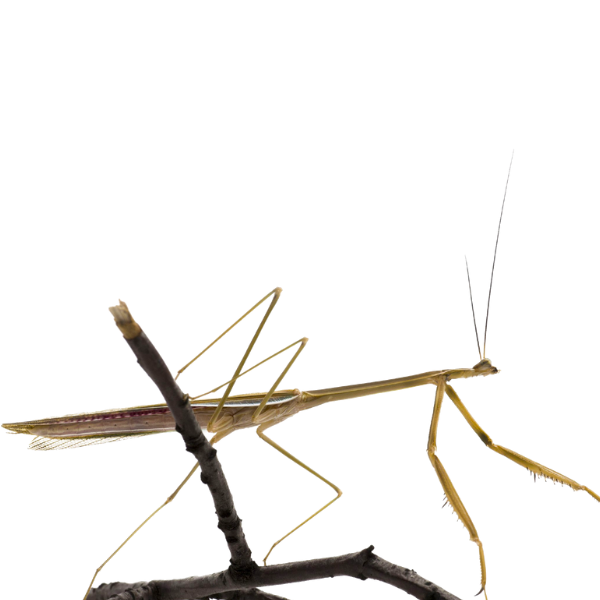 Chinese Mantis, Tenodera Sp. | Bug Pets LTD