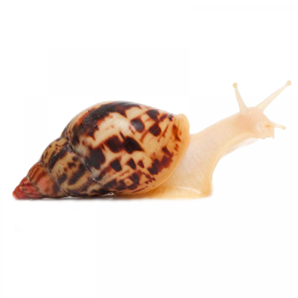 Reticulated Land Snail, Lissachatina Reticulata | Bug Pets LTD