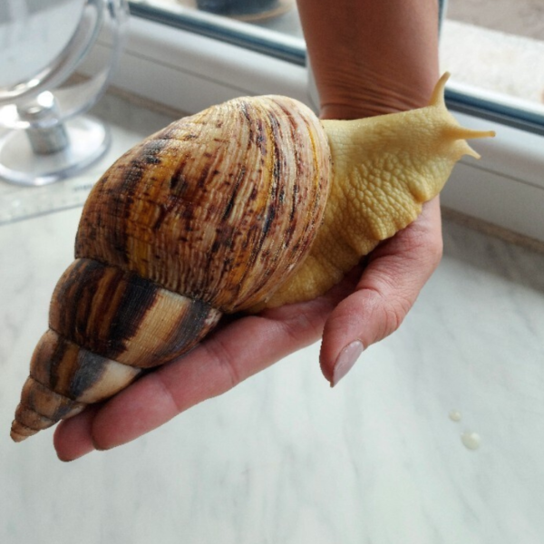 Reticulated Land Snail, Lissachatina Reticulata | Bug Pets LTD