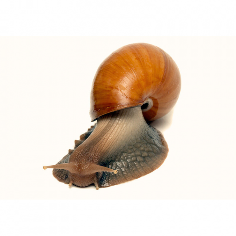 Caramel Giant African Land Snail Achatina Fulica 'Madagascar' | Bug ...