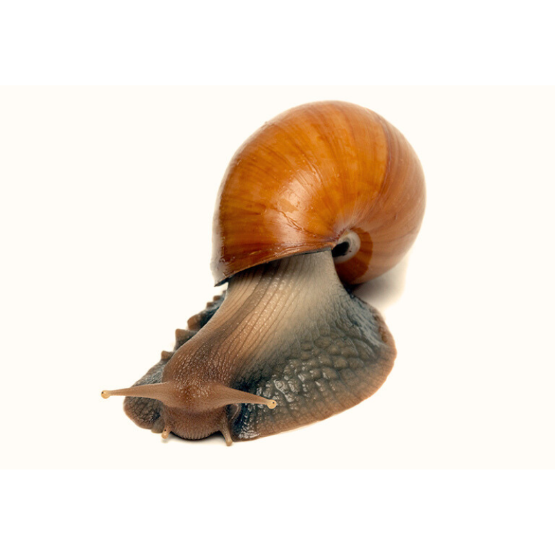 Caramel Giant African Land Snail Achatina Fulica 'Madagascar' | Bug ...