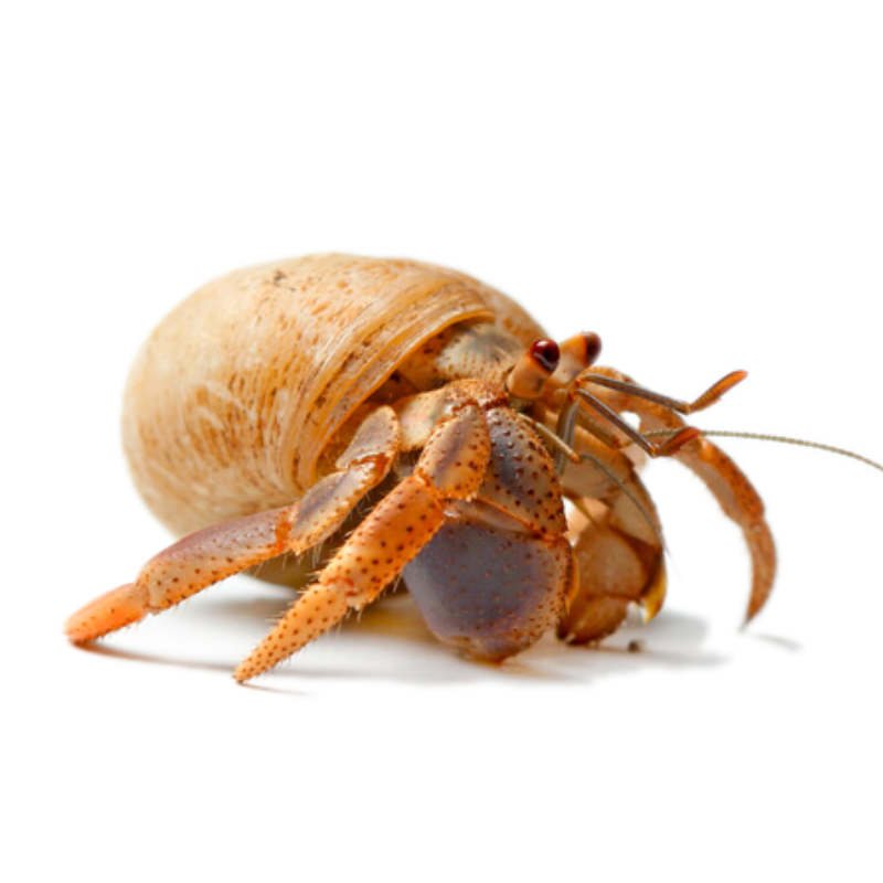 3 X Caribbean Hermit Crab, Coenobita Clypeatus | Bug Pets LTD