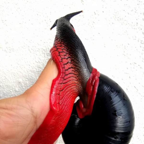 Fire Snail, Platymma Tweediei | Bug Pets LTD