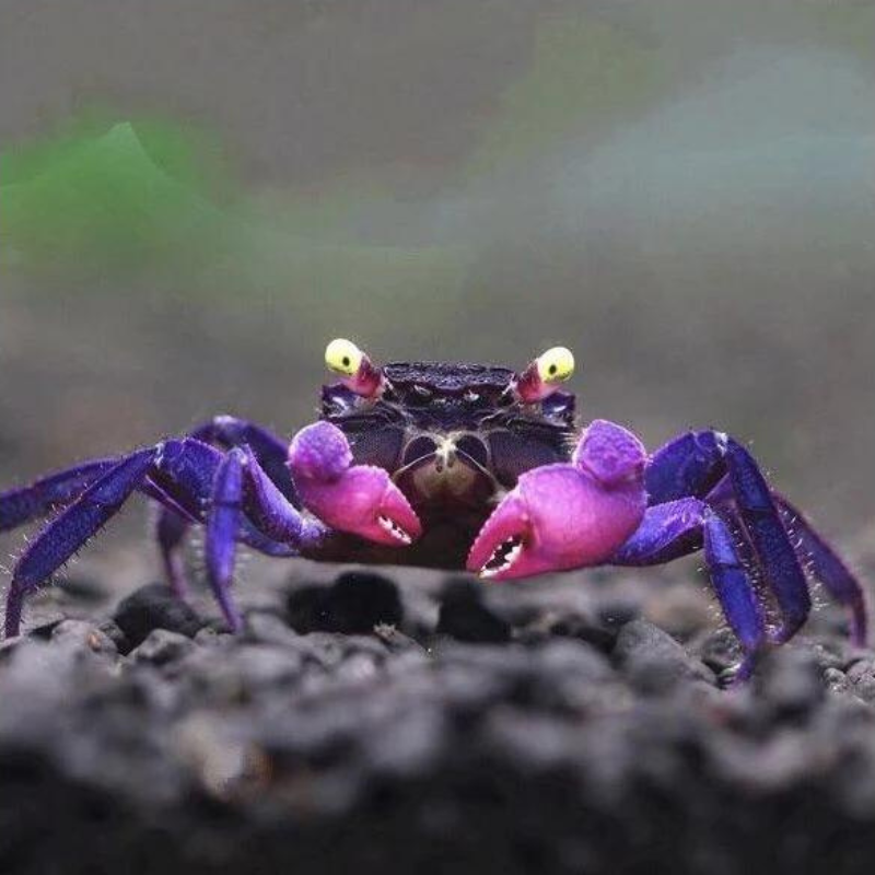 Vampire Crab, Geosesarma Dennerle | Bug Pets LTD