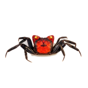 Red Devil Vampire Crab, Geosesarma Hagen | Bug Pets LTD