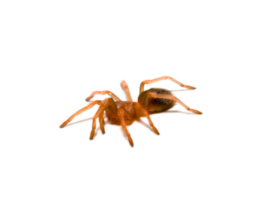 Spiderling Tarantulas | Next-Day UK Delivery | Bug Pets LTD LTD