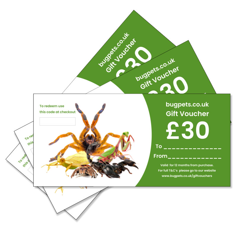 £30 Bug Pets Gift Voucher | Bug Pets LTD