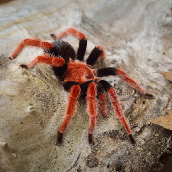 Juvenile Mexican Fire Leg Tarantula, Brachypelma Boehmi | Bug Pets LTD