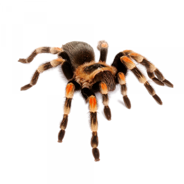 Tarantulas | Bug Pets LTD