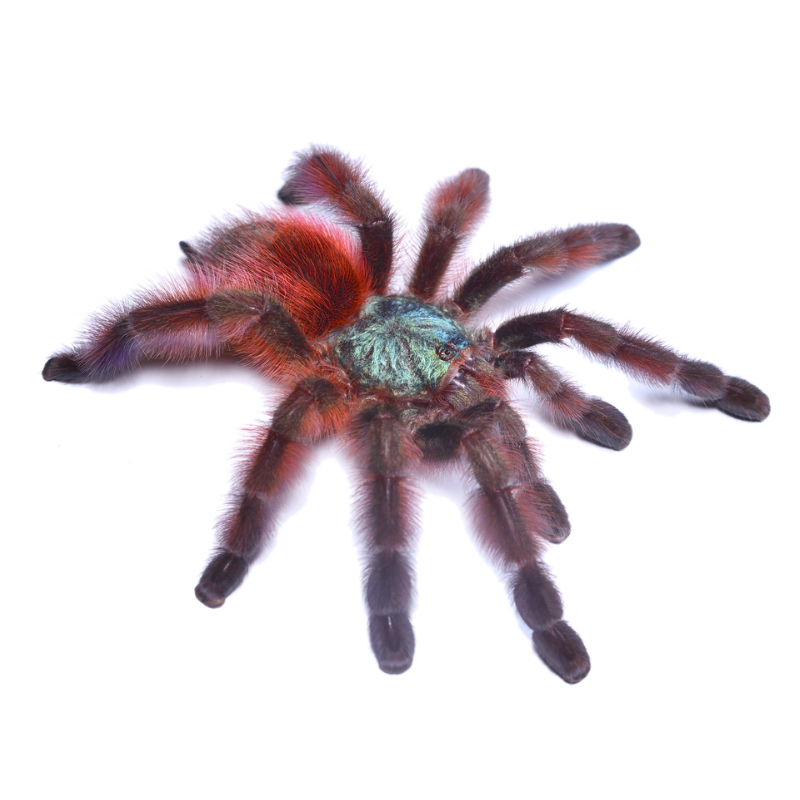 Spiderling Martinique Pink Toe Tarantula, Caribena Versicolor | Bug ...