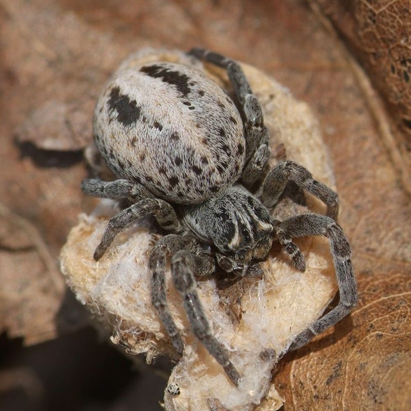 Social Desert Velvet Spider, Stegodyphus Sp. | Bug Pets LTD