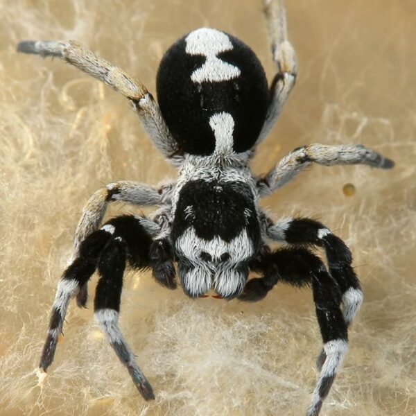 White Marked Velvet Spider, Eresus Albopictus | Bug Pets LTD