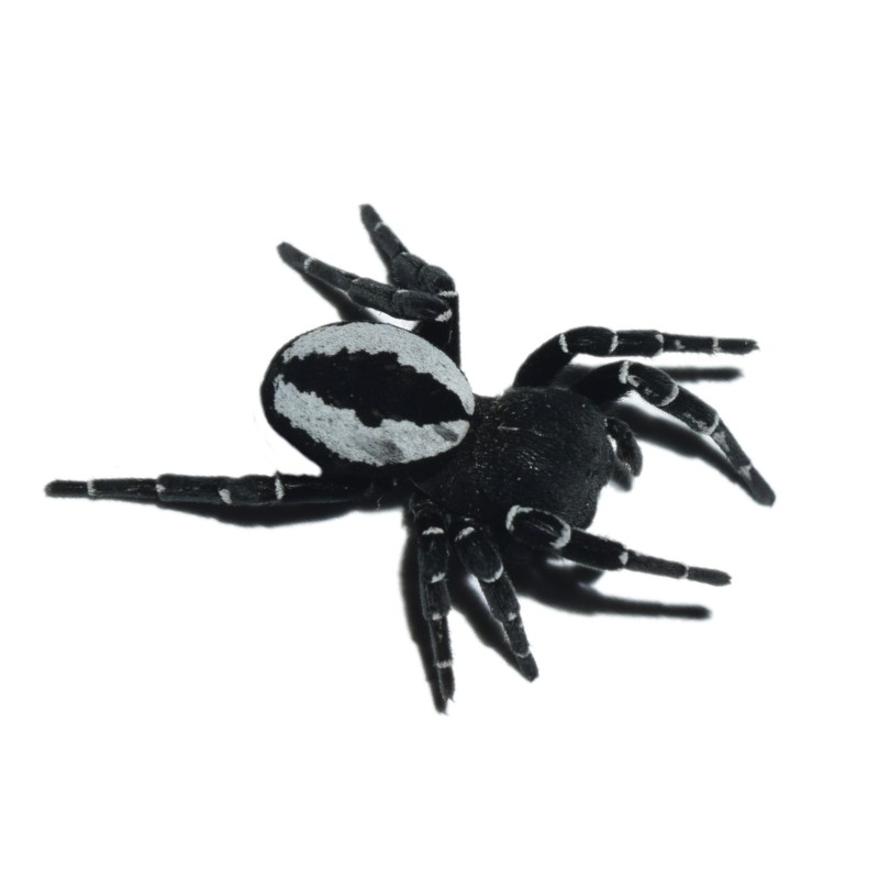 Pet Velvet Spiders | Next-Day UK Delivery | Bug Pets LTD LTD