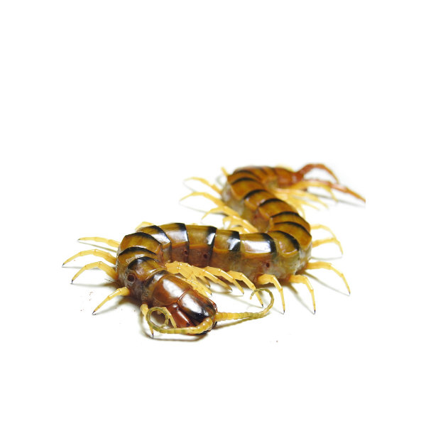 South African Centipede, Ethmostigmus Sp. | Bug Pets LTD
